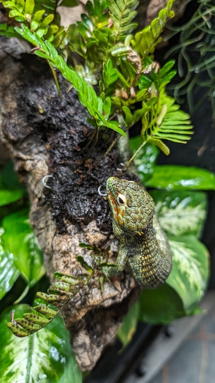 Male Abronia Aurita Alligator Lizard by Perfect Hue
