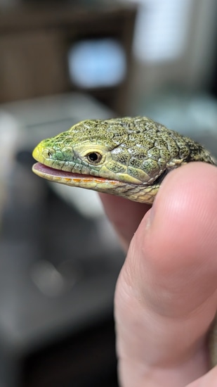 Pet-Only Abronia Aurita Alligator Lizard by Perfect Hue