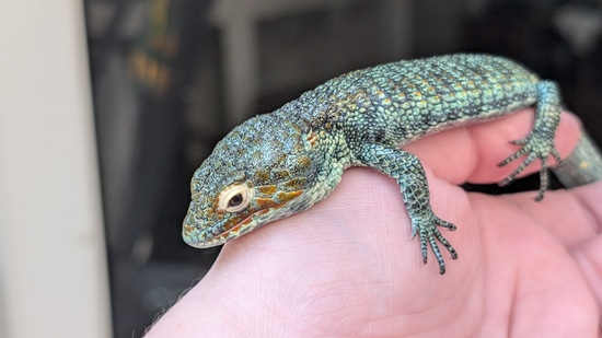 Male Abronia Aurita Alligator Lizard by Perfect Hue