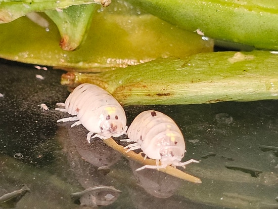 American Magic Potion 20 Ct Isopod by Rae's Rolly Pollies