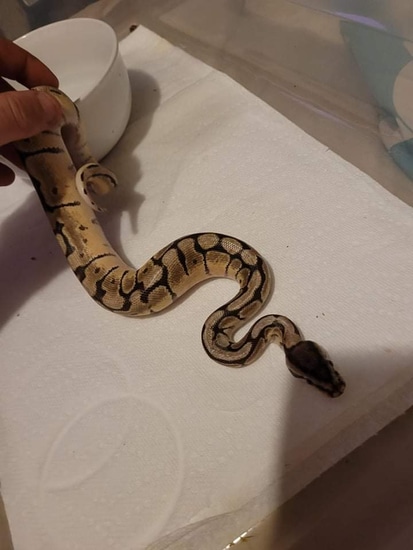 Cinnabee Ball Python by Estes Pythons