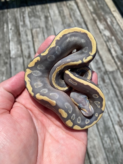Hypo GHI Mojave Ball Python by Boston Python Dept.