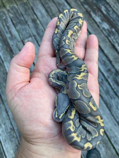 Hypo GHI Ball Python by Boston Python Dept.