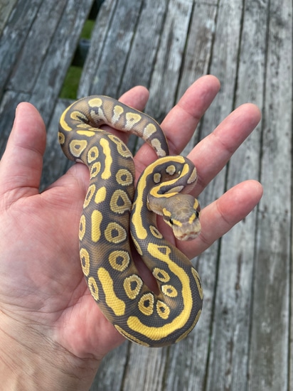 Hypo Mojave Ball Python by Boston Python Dept.