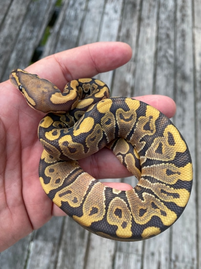 Hypo Ball Python by Boston Python Dept.