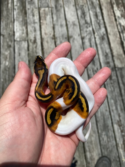 100% Het Hypo Piebald Ball Python by Boston Python Dept.