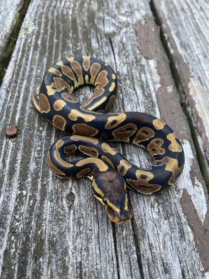 100% Het Hypo Het Piebald Ball Python by Boston Python Dept.