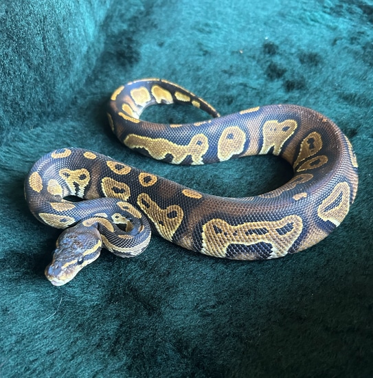Blackhead Het Hypo Ball Python by Boston Python Dept.