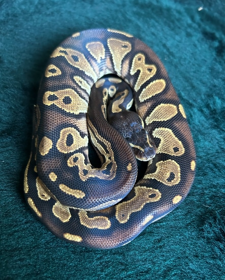 Blackhead Het Hypo Ball Python by Boston Python Dept.