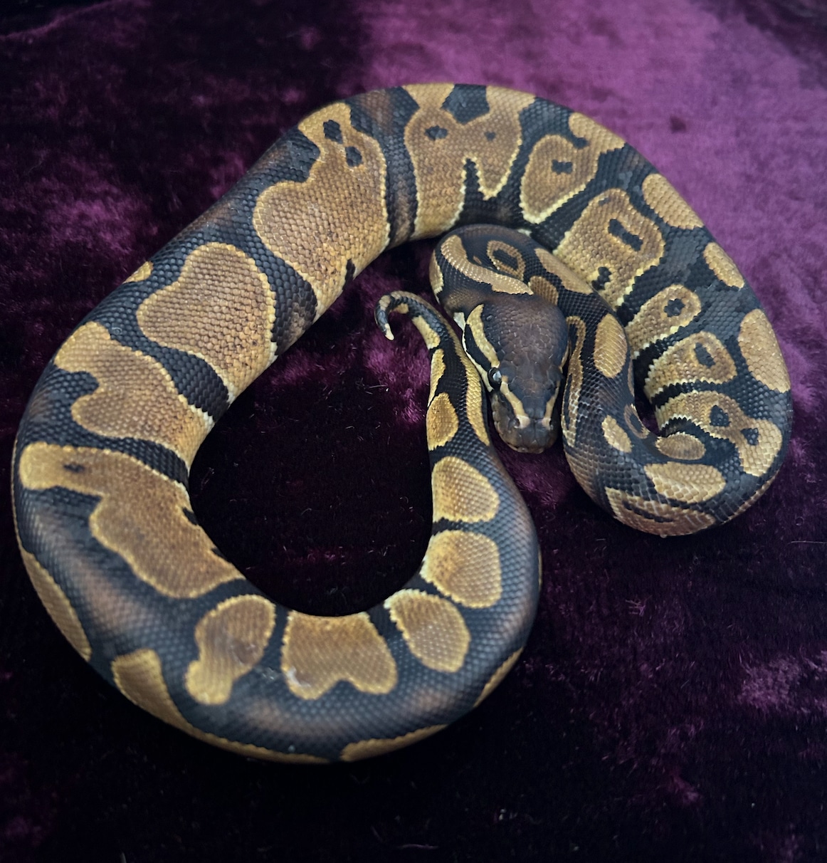 Het Hypo Ball Python by Boston Python Dept. - MorphMarket