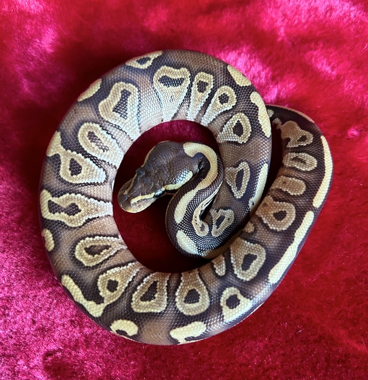 Mojave Het Hypo (+) Ball Python by Boston Python Dept.