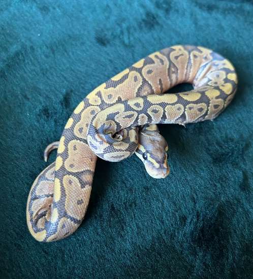 Hypo Yellowbelly Ball Python by Boston Python Dept.