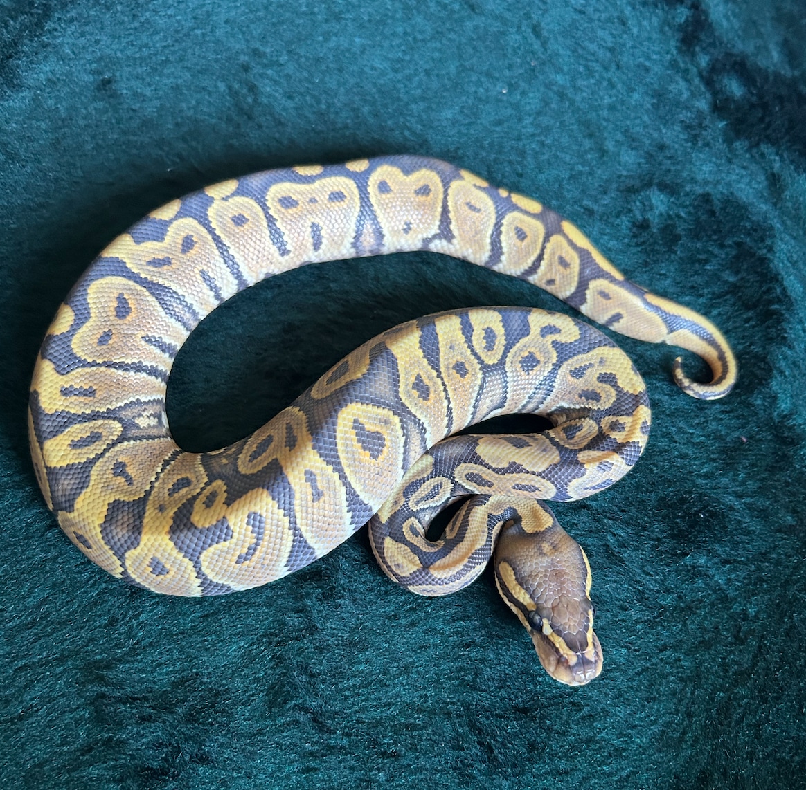 Hypo Yellowbelly Ball Python by Boston Python Dept. - MorphMarket