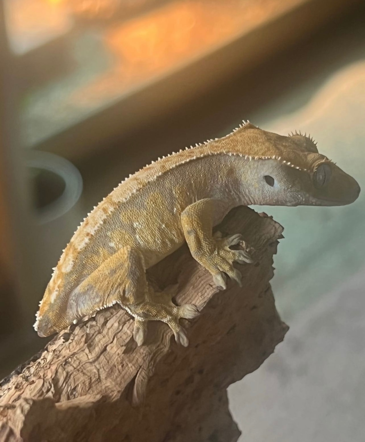 High Pattern Extreme Harlequin Crested Gecko by Toris_Exotics - UK ...