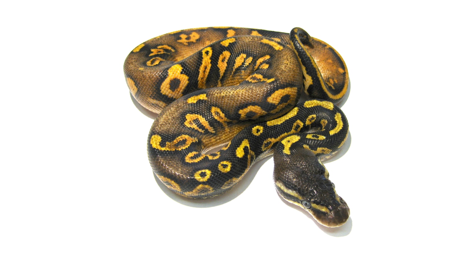 2018 Blackhead Calico Pastel Yellowbelly Ball Python by Tornado Alley ...