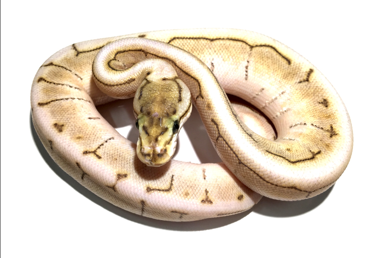 Butter Spinner Ball Python by Tornado Alley Reptiles - MorphMarket