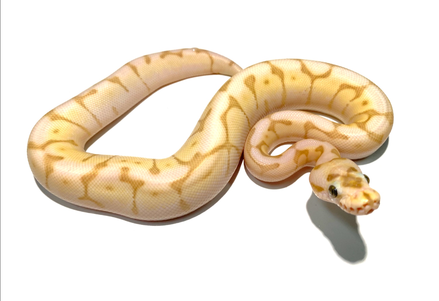 Coral Glow Enchi Spider Ball Python by Tornado Alley Reptiles - MorphMarket
