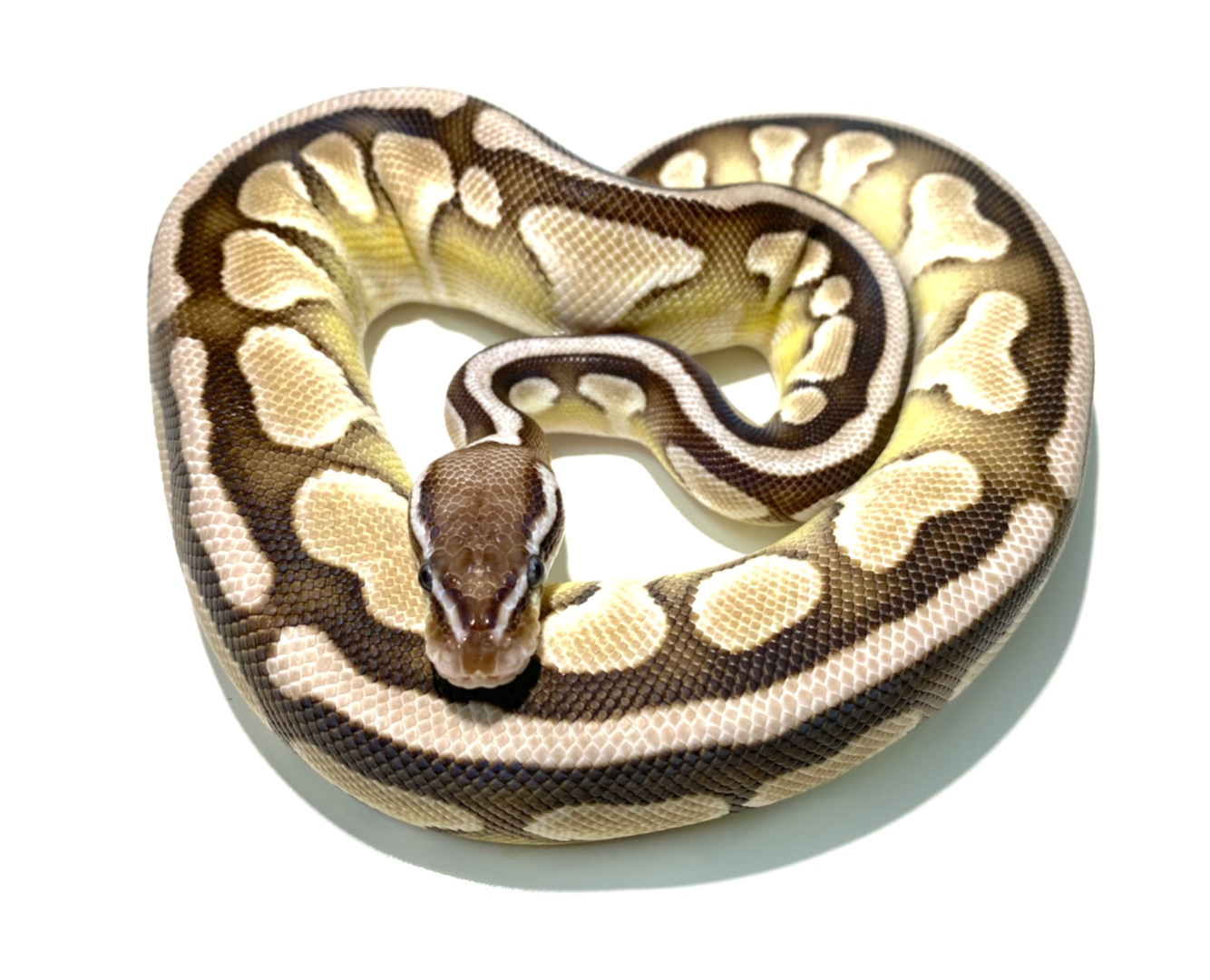 Vanilla Lesser Pastel Axanthic (SK) Ball Python by Tornado Alley ...