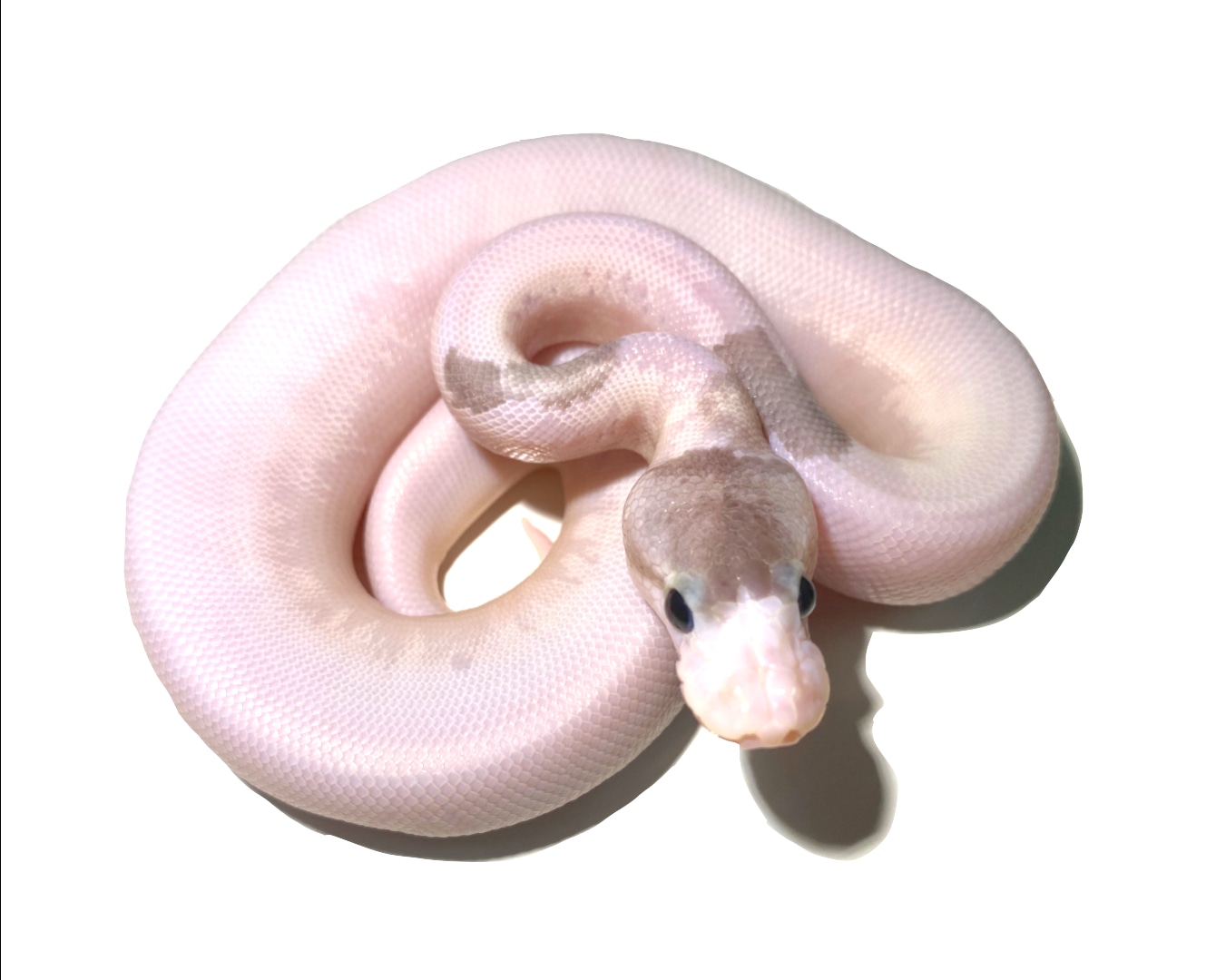 Champagne Fire Pewter Ball Python by Tornado Alley Reptiles - MorphMarket