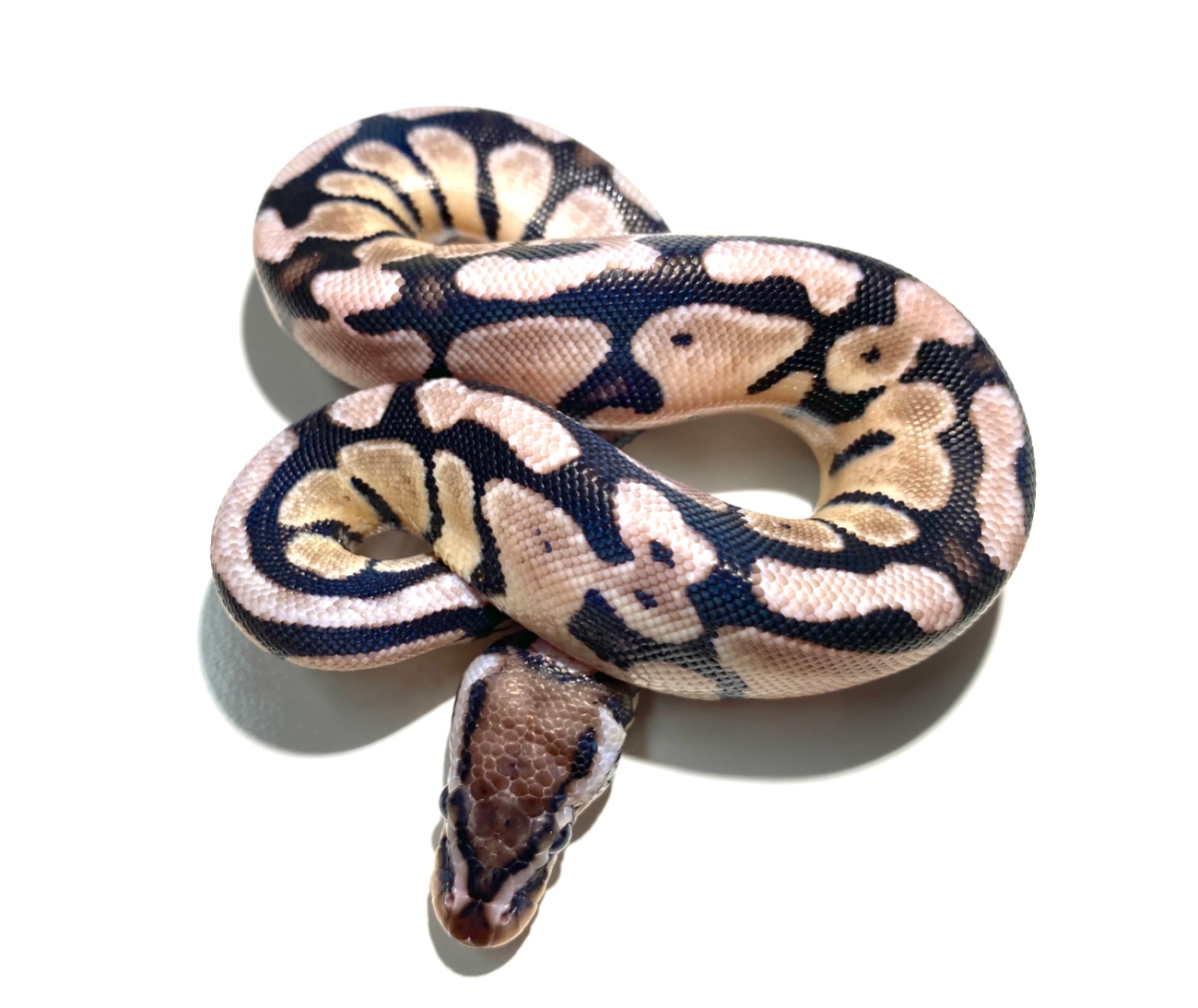 Axanthic Lesser (TSK) Ball Python by Tornado Alley Reptiles - MorphMarket