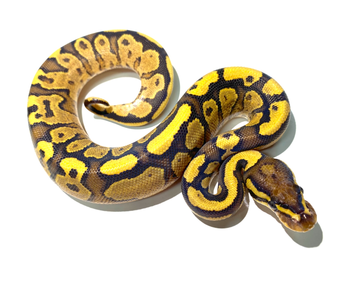 Enchi Fire Ball Python by Tornado Alley Reptiles - MorphMarket