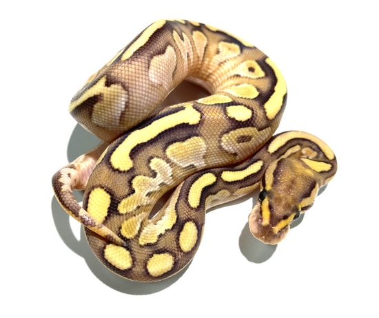 Butter Fire Leopard Ball Python by Tornado Alley Reptiles