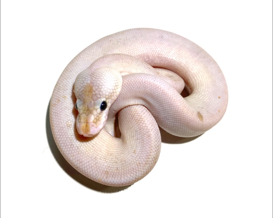Champagne Pewter Ball Python by Tornado Alley Reptiles