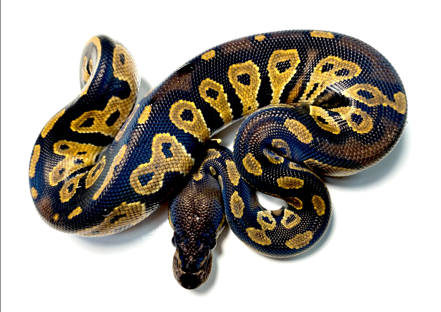 Blackhead Ball Python by Tornado Alley Reptiles - MorphMarket