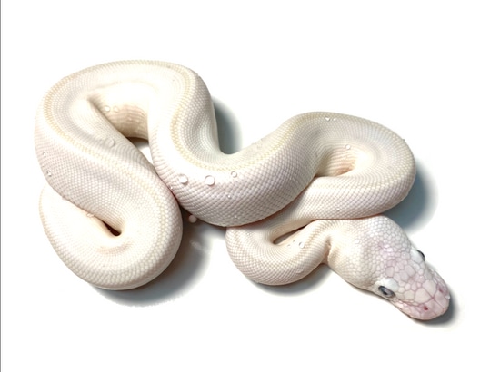 Blue-Eyed Leucistic Ball Python by Tornado Alley Reptiles