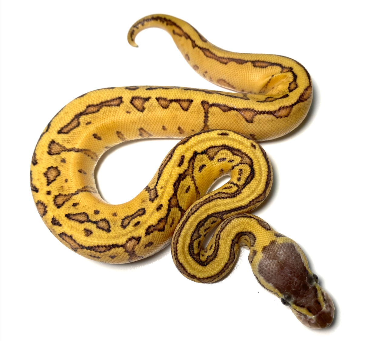 ACID Orange Dream Butter Pinstripe Ball Python by Tornado Alley Reptiles - MorphMarket