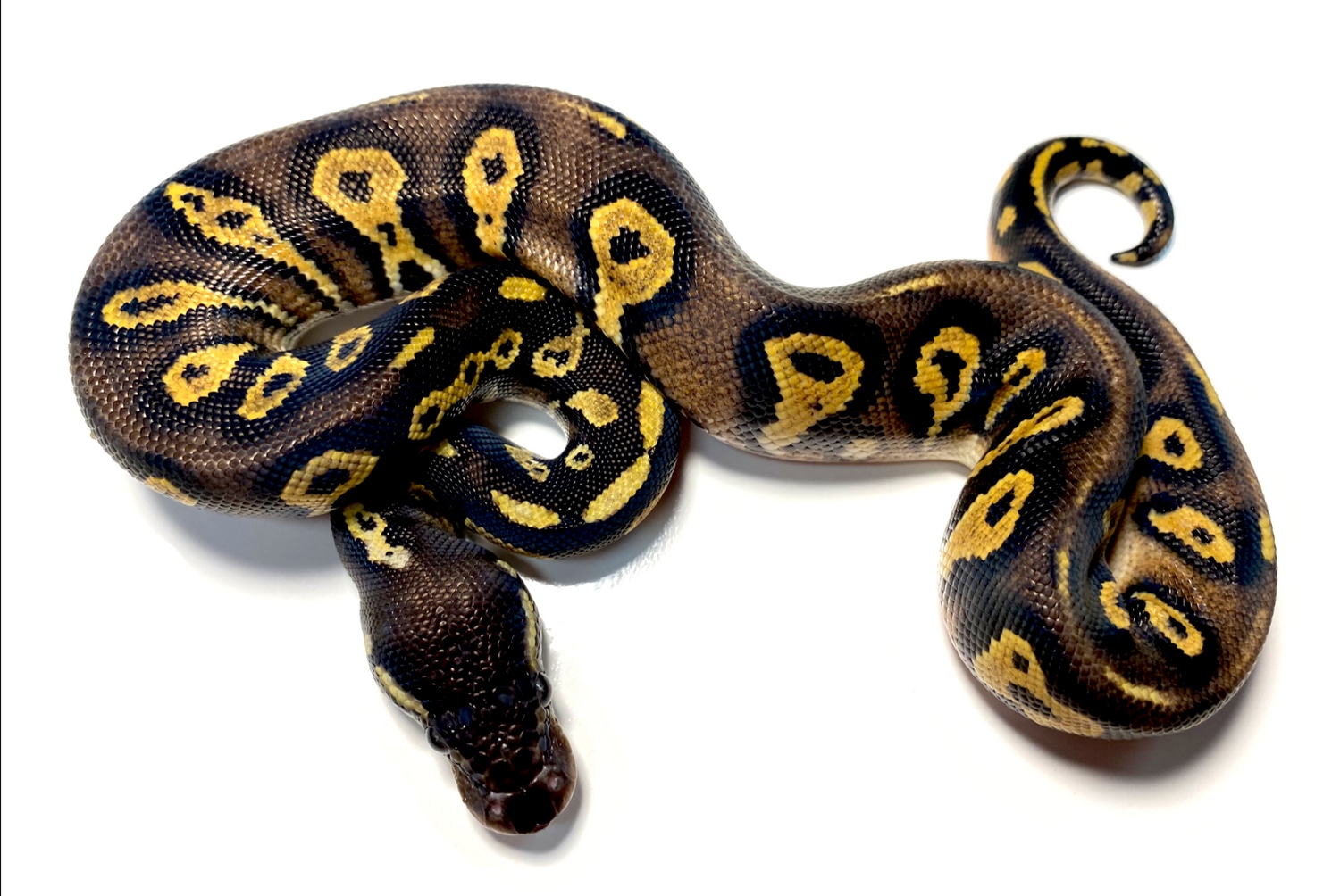 Super Blackhead Pastel Ball Python by Tornado Alley Reptiles - MorphMarket