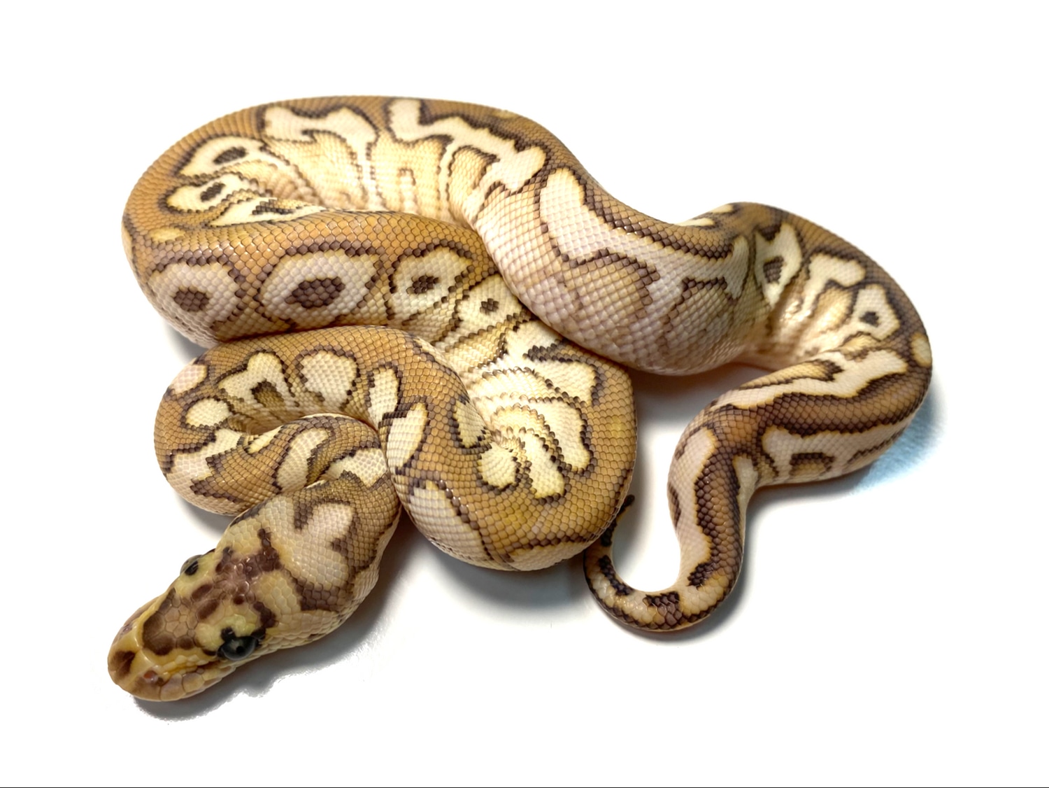 Butter Spotnose GeneX Clown Ball Python by Tornado Alley Reptiles ...