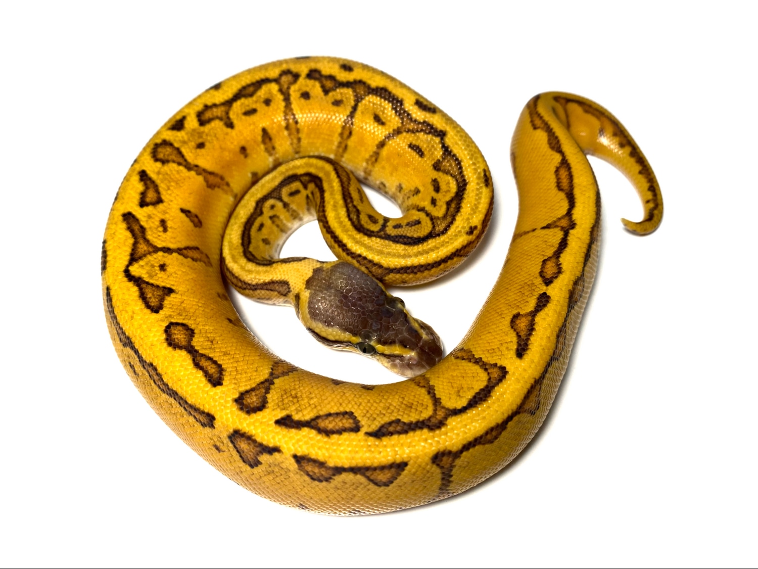 ACID Orange Dream Butter Pinstripe Ball Python by Tornado Alley ...