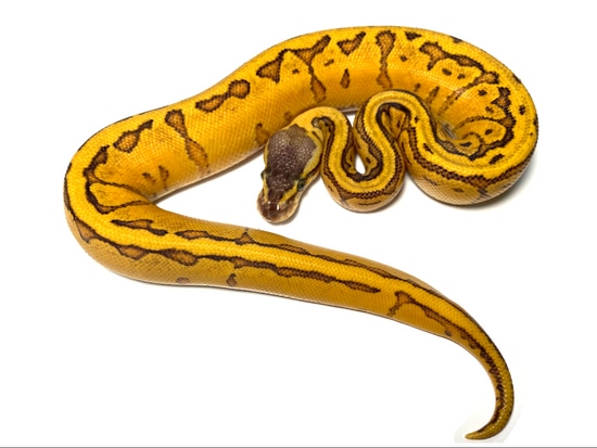 ACID Orange Dream Butter Pinstripe Ball Python by Tornado Alley Reptiles