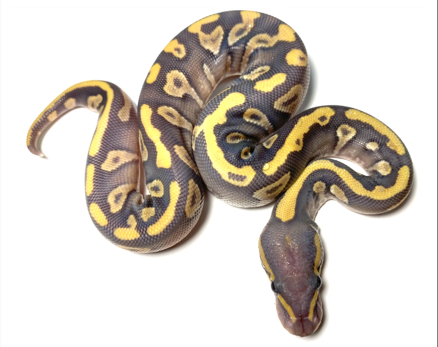 Blackhead Ghost Mojave Ball Python by Tornado Alley Reptiles - MorphMarket