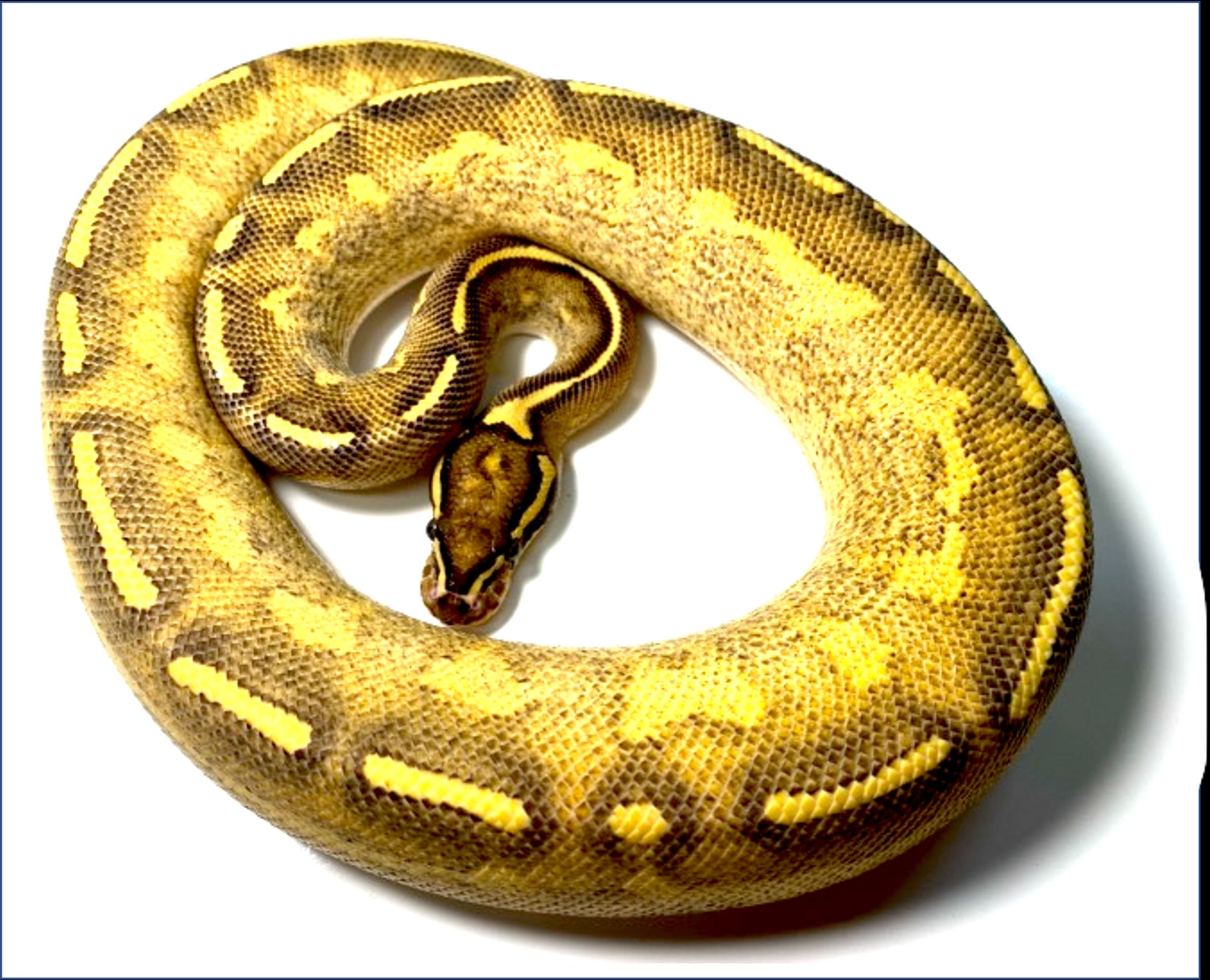Mardi Gras Ball Python by Tornado Alley Reptiles - MorphMarket