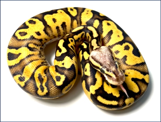 Super Pastel Fire Ball Python by Tornado Alley Reptiles