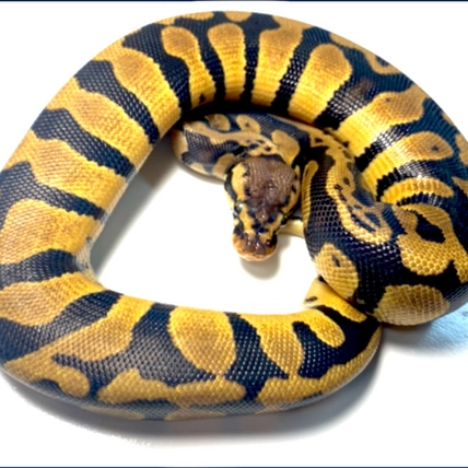 Super Blackhead Ghost Mojave Yellowbelly Ball Python by Tornado Alley ...