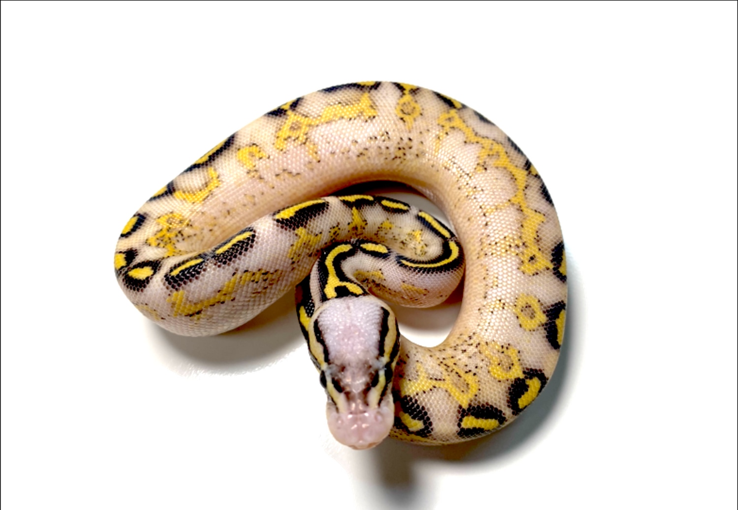 Pastel Freeway Ball Python by Tornado Alley Reptiles - MorphMarket