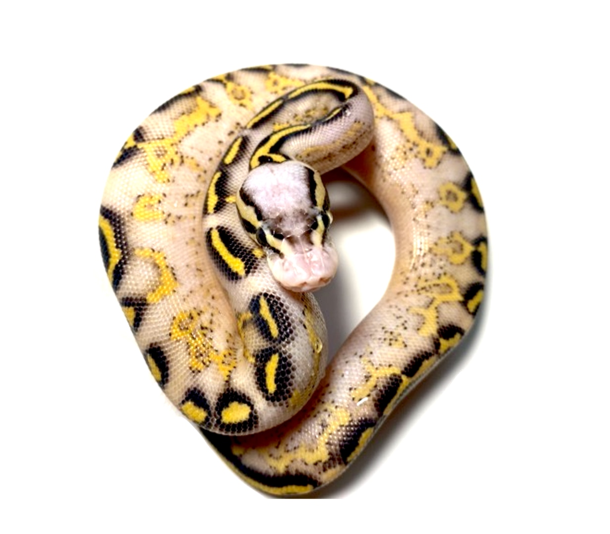 Pastel Freeway Ball Python by Tornado Alley Reptiles - MorphMarket