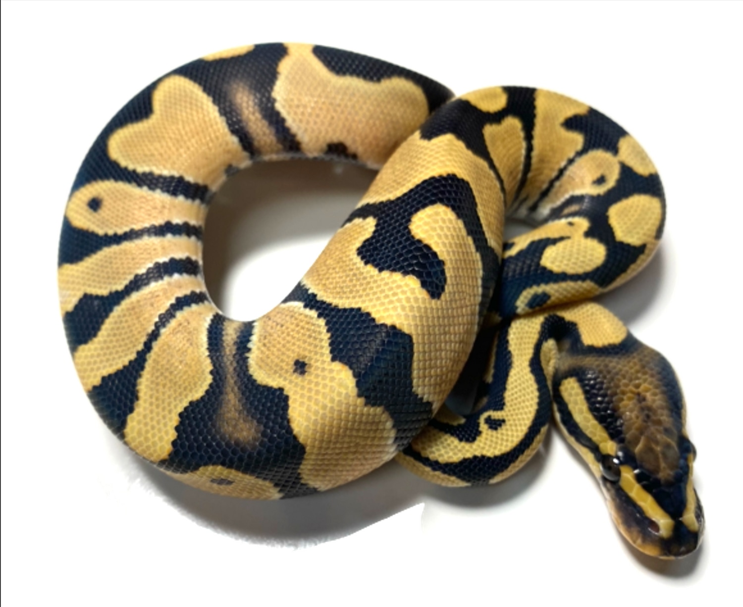 Orange Dream Desert Ghost Yellowbelly Ball Python by Tornado Alley ...