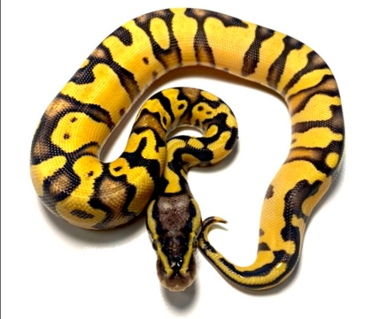 Pastel Freeway Ball Python by Tornado Alley Reptiles - MorphMarket