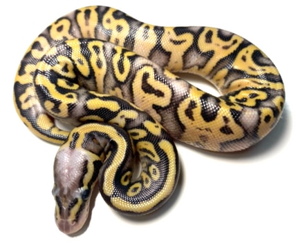 Super Blackhead Ghost Mojave Yellowbelly Ball Python by Tornado Alley ...