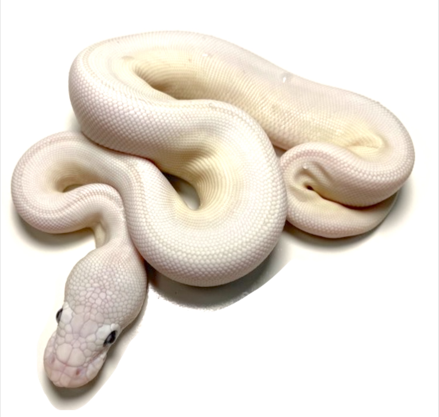 Blue-eyed Leucistic 50% PH Clown Ball Python by Tornado Alley Reptiles ...