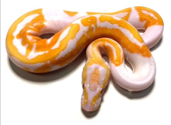 Dreamsicle Yellowbelly Ball Python by Tornado Alley Reptiles