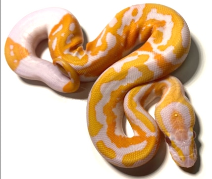 Pastel Freeway Ball Python by Tornado Alley Reptiles - MorphMarket