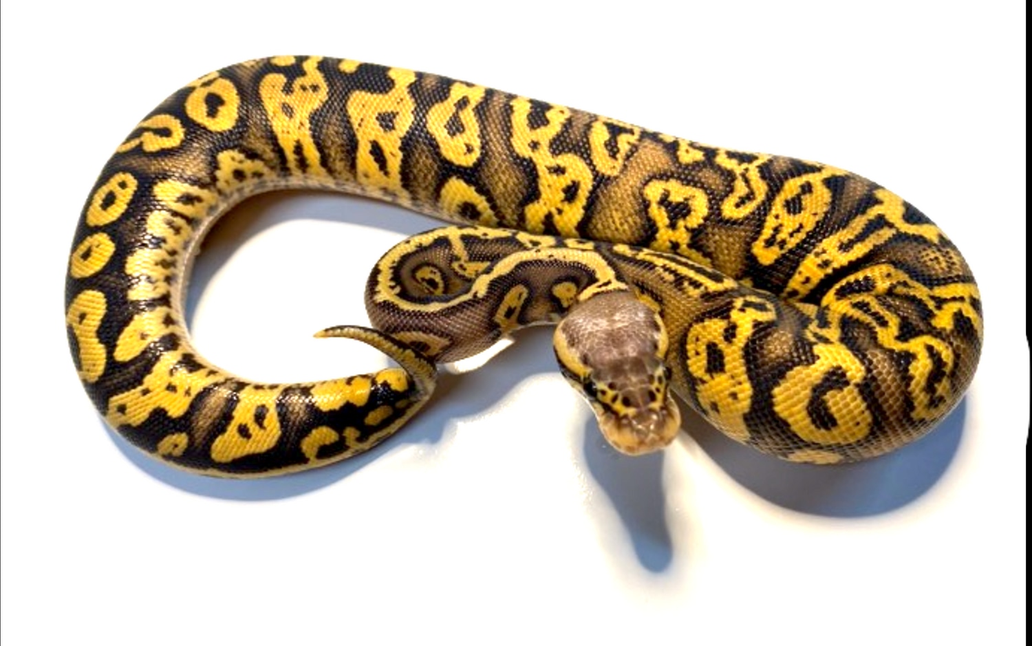 ACID Super Pastel Ball Python by Tornado Alley Reptiles - MorphMarket