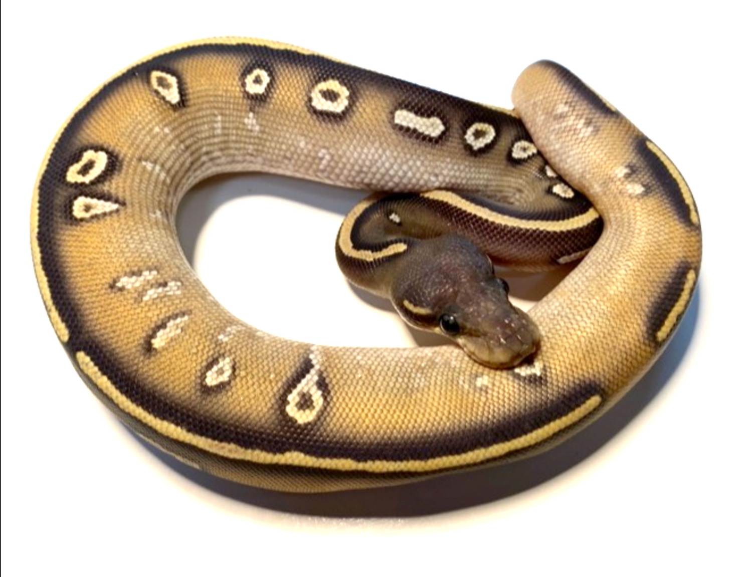Super Blackhead Ghost Mojave Yellowbelly Ball Python by Tornado Alley ...