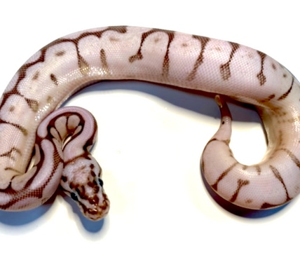Pastel VPI Axanthic Female 1490grams Ball Python by Simons Serpents ...