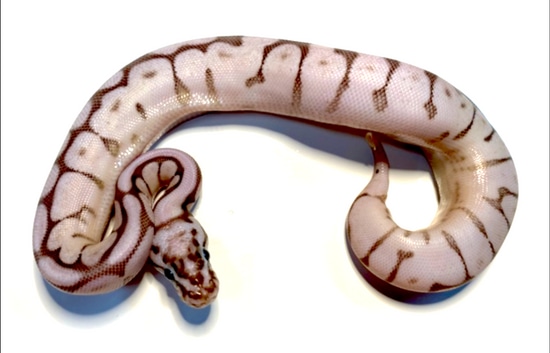Axanthic Vanilla Zebra Bee Ball Python by Tornado Alley Reptiles